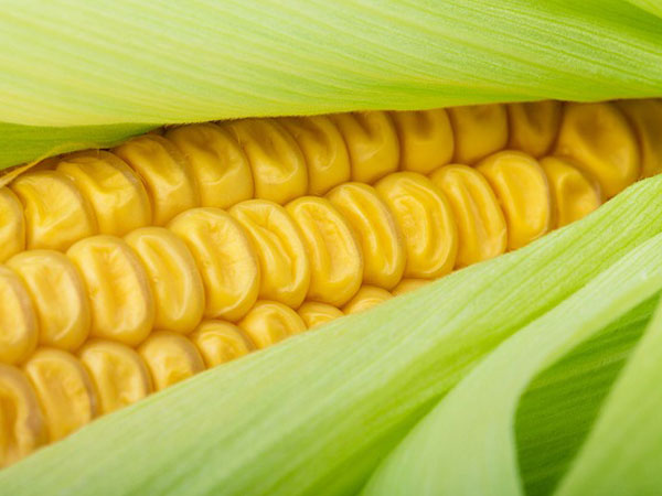 15 Health Benefits Of Eating Sweet Corn - Boldsky.com