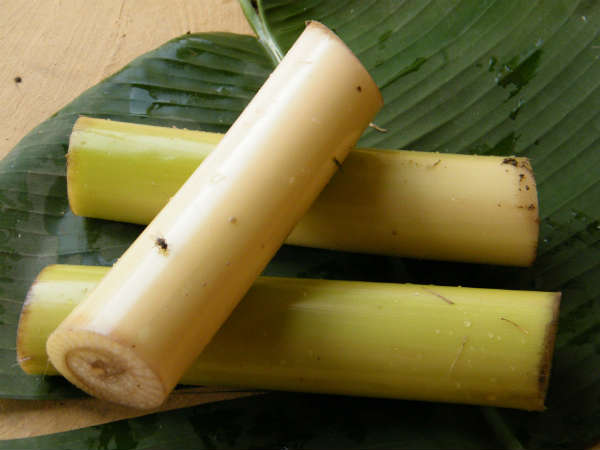 12 Health Benefits Of Plantain Stem Juice - Boldsky.com