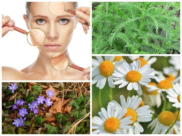 Skin Benefits With Wild Plants - Boldsky.com
