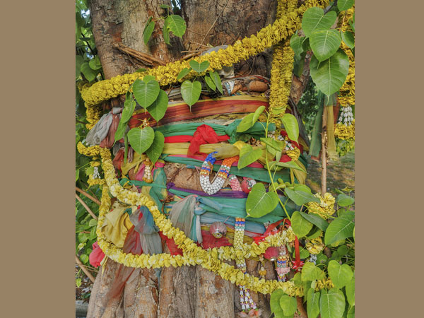 Why People Worship Trees In India - Boldsky.com