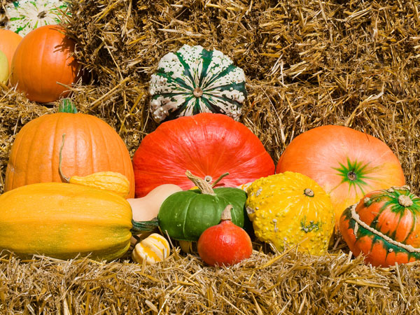 Poisonous Gourds
