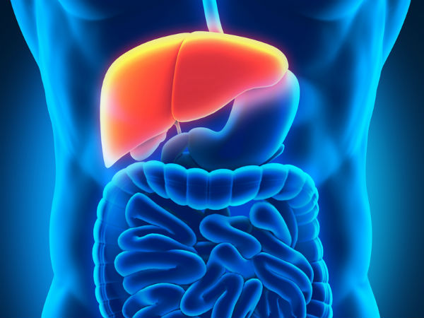 Yes, Some Organs Repair Themselves! - Boldsky.com