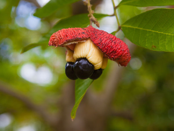 12 Most Dangerous Foods In The World - Boldsky.com