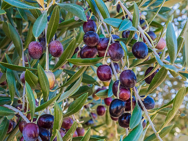 Tips To Grow Olives In Your Garden - Boldsky.com