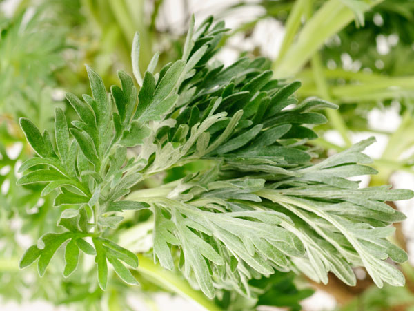 Bitter Remedies For Intestinal Worms - Boldsky.com