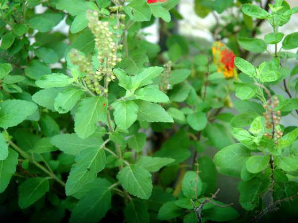 The Prominence Of A Tulsi Plant - Boldsky.com