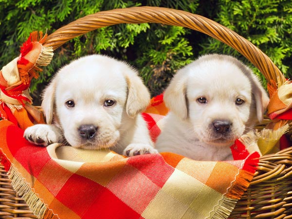 8 Interesting Facts About Dogs - Boldsky.com