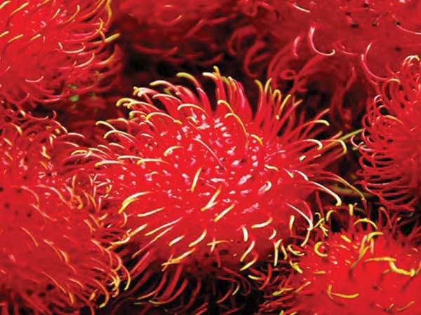 Strange-Looking Things That Are Actually Fruits - Boldsky.com