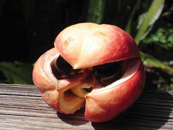 Strange-Looking Things That Are Actually Fruits - Boldsky.com