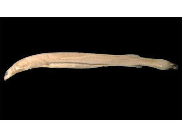 Most Painful Stings & Bites In The World - Boldsky.com