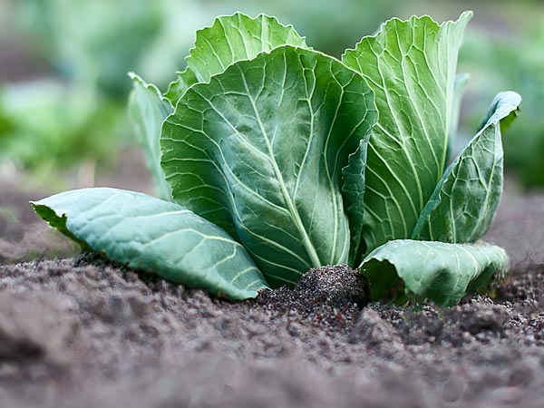 10 Natural Antibiotics That Work Better Than Pills - Boldsky.com