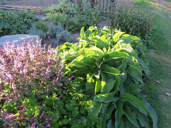 Exotic Herbs You Must Grow In Your Garden - Boldsky.com