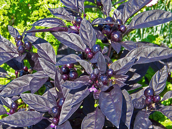Exotic Herbs You Must Grow In Your Garden - Boldsky.com