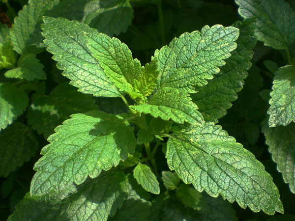 Exotic Herbs You Must Grow In Your Garden - Boldsky.com