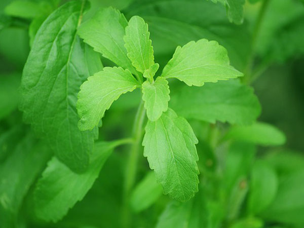 Exotic Herbs You Must Grow In Your Garden - Boldsky.com