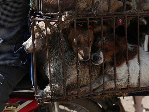 Things To Know About China’s Yulin Dog Meat Festival - Boldsky.com
