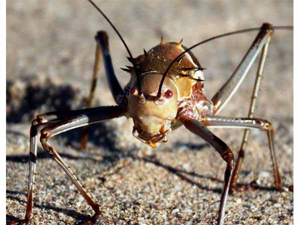 Horrifying Things Found In Humans - Boldsky.com