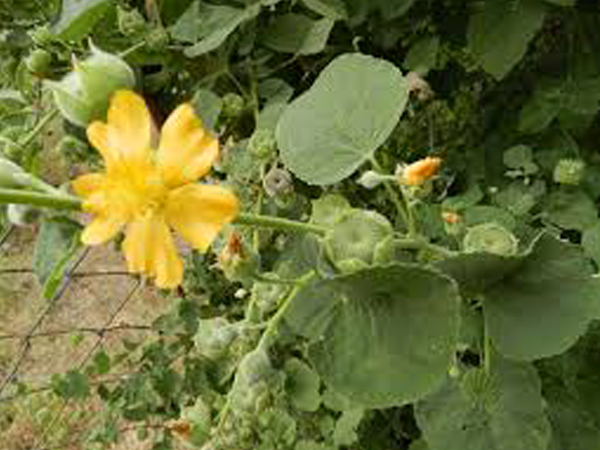 Medicinal Properties Of Bala (Sida Cordifolia) - Boldsky.com