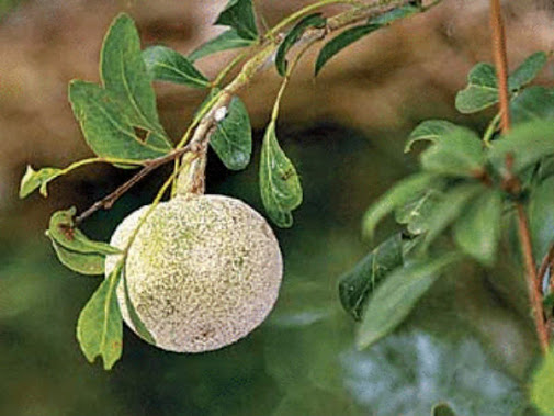 Exotic Fruits From Asia That You Should Know About - Boldsky.com