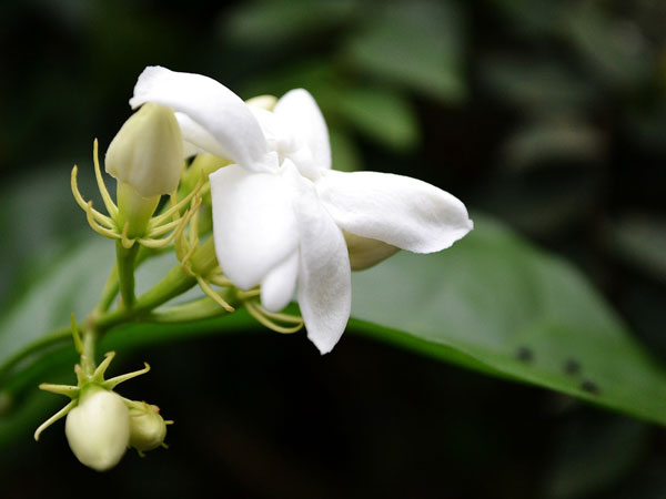 Favourite Things Of Lord Krishna - Boldsky.com