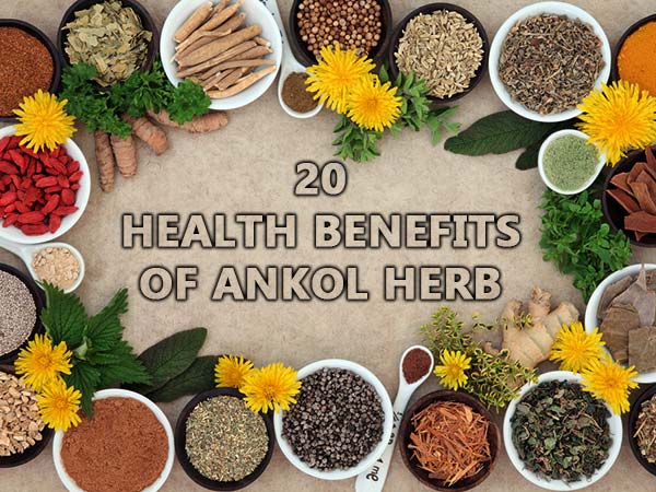 Have Ankol Herb At Your Home And Keep Scores of Health Problems Away ...
