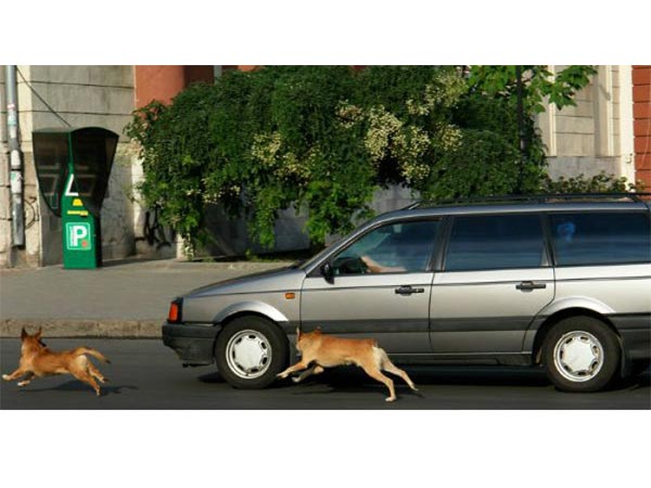 Ever Wondered Why Dogs Run Behind Moving Vehicles? - Boldsky.com