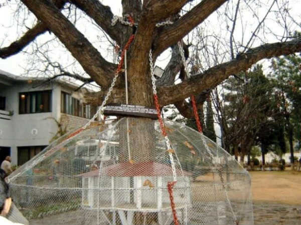 A Banyan Tree Is Under Arrest In Pakistan For 100 Years - Boldsky.com