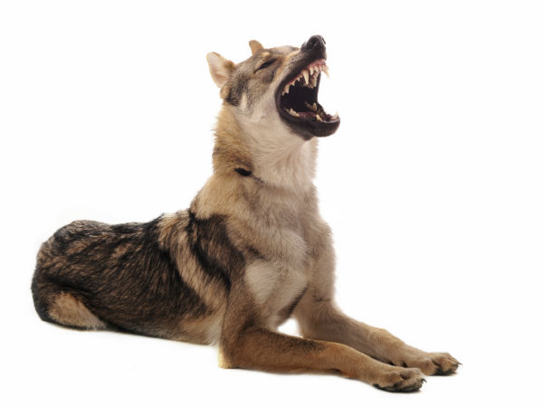 Meet The Real-life 'Wolfman' - Boldsky.com