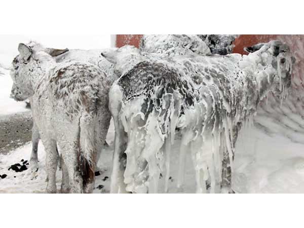 Can You Believe These Animals Are For Real? - Boldsky.com