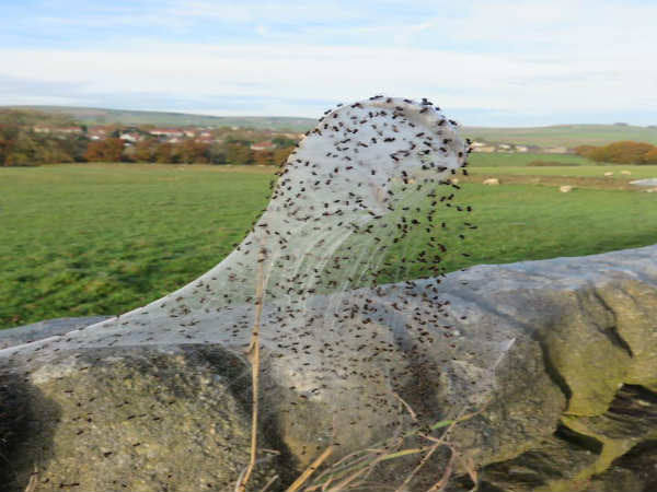 OMG! This Town Was Infested With Cobwebs! - Boldsky.com
