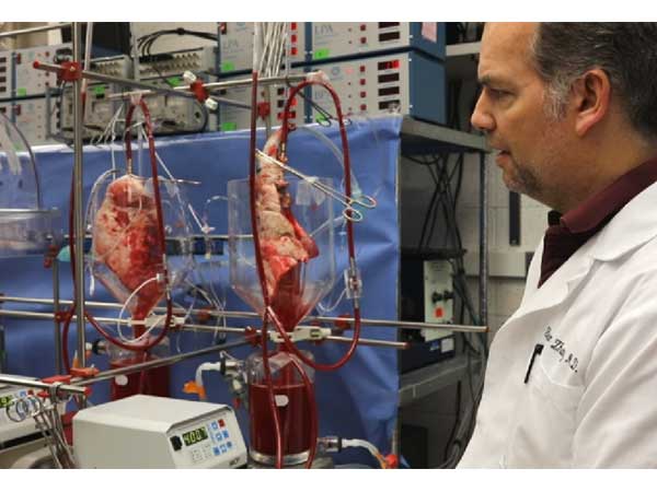 Have You Heard About The Human–Pig Hybrid? - Boldsky.com