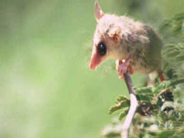5 Animals That Mate Themselves To Death - Boldsky.com