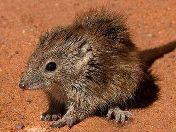 5 Animals That Mate Themselves To Death - Boldsky.com