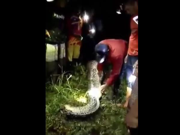 A Missing Man Was Found In A Python! - Boldsky.com