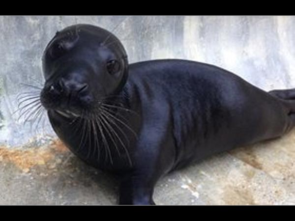 These Are The Incredibly Rare Black Animals - Boldsky.com