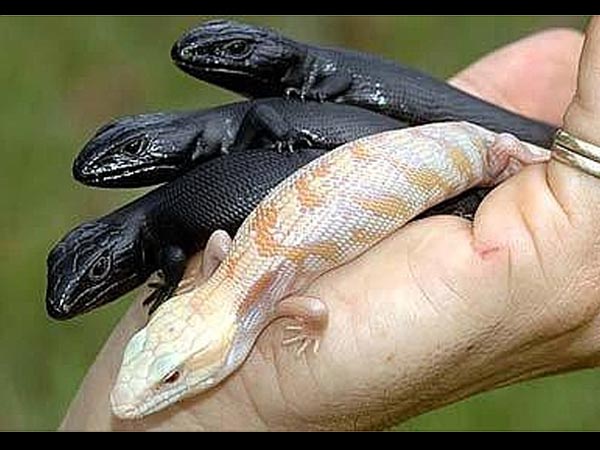 These Are The Incredibly Rare Black Animals - Boldsky.com