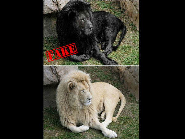 These Viral Pictures Were Nothing But Fake! - Boldsky.com