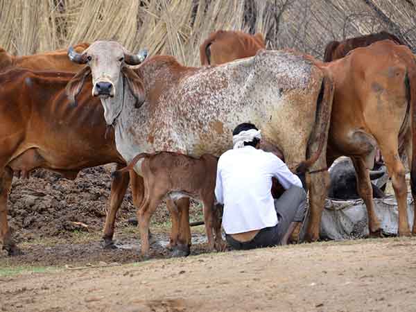 Why Indians Drink Cow Urine? Health Benefits Of Cow Urine - Boldsky.com
