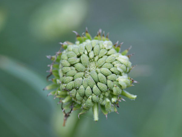Antiviral Herbs To Fight Infections And Boost The Immune System