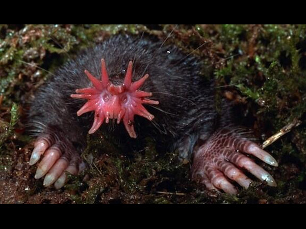 Bizarre Myths About Animals That Can Confuse You - Boldsky.com