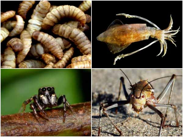 Edible Insects That People Actually Eat! - Boldsky.com