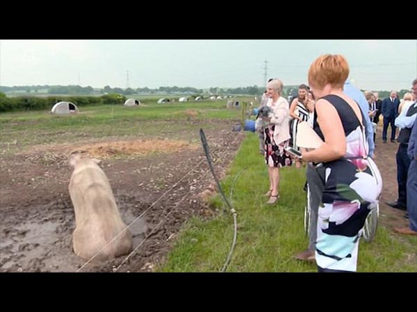 This Couple Decided To Have A ‘Pig-themed Wedding On A Farm’ - Boldsky.com