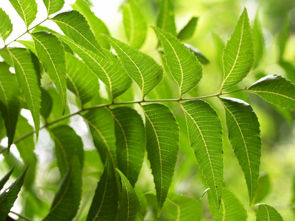 Here’s What Happens When You Drink Neem Water Every Day - Boldsky.com