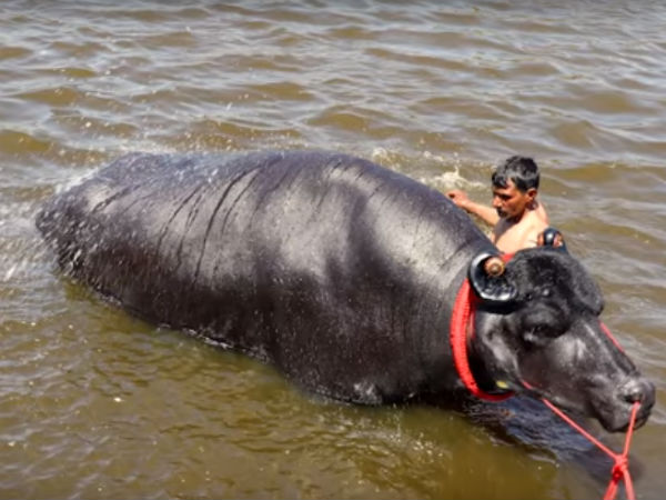 Meet India’s Biggest & Most Valuable Bull That Drinks Whiskey Every Day ...