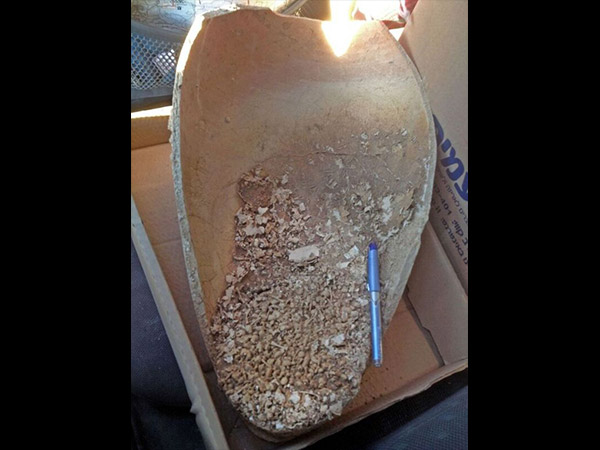 4000-Year-Old Remains Of Decapitated Toads Discovered In Jerusalem Tomb ...