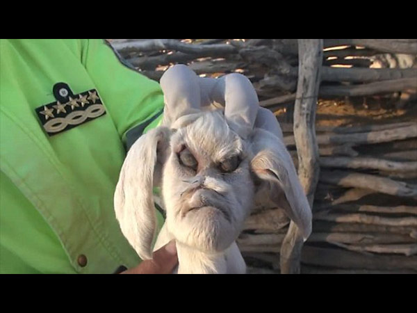 Demon Baby Goat Born In Argentina Can Give You Nightmares - Boldsky.com