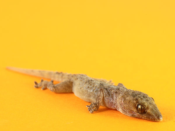 Ewww!! Can You Believe This Man Eats Lizards Every Single Day ...