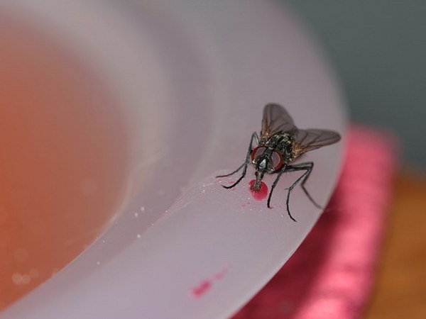 Houseflies Can Spread These Diseases, Be Careful! - Boldsky.com