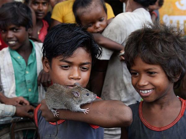 Real-life Stories: They Feed On Rats For Survival! - Boldsky.com