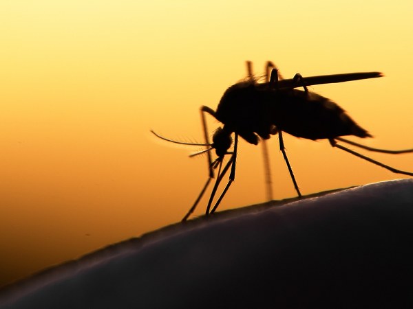 7 Dangerous Diseases Spread By Mosquitoes That We Must Know About ...